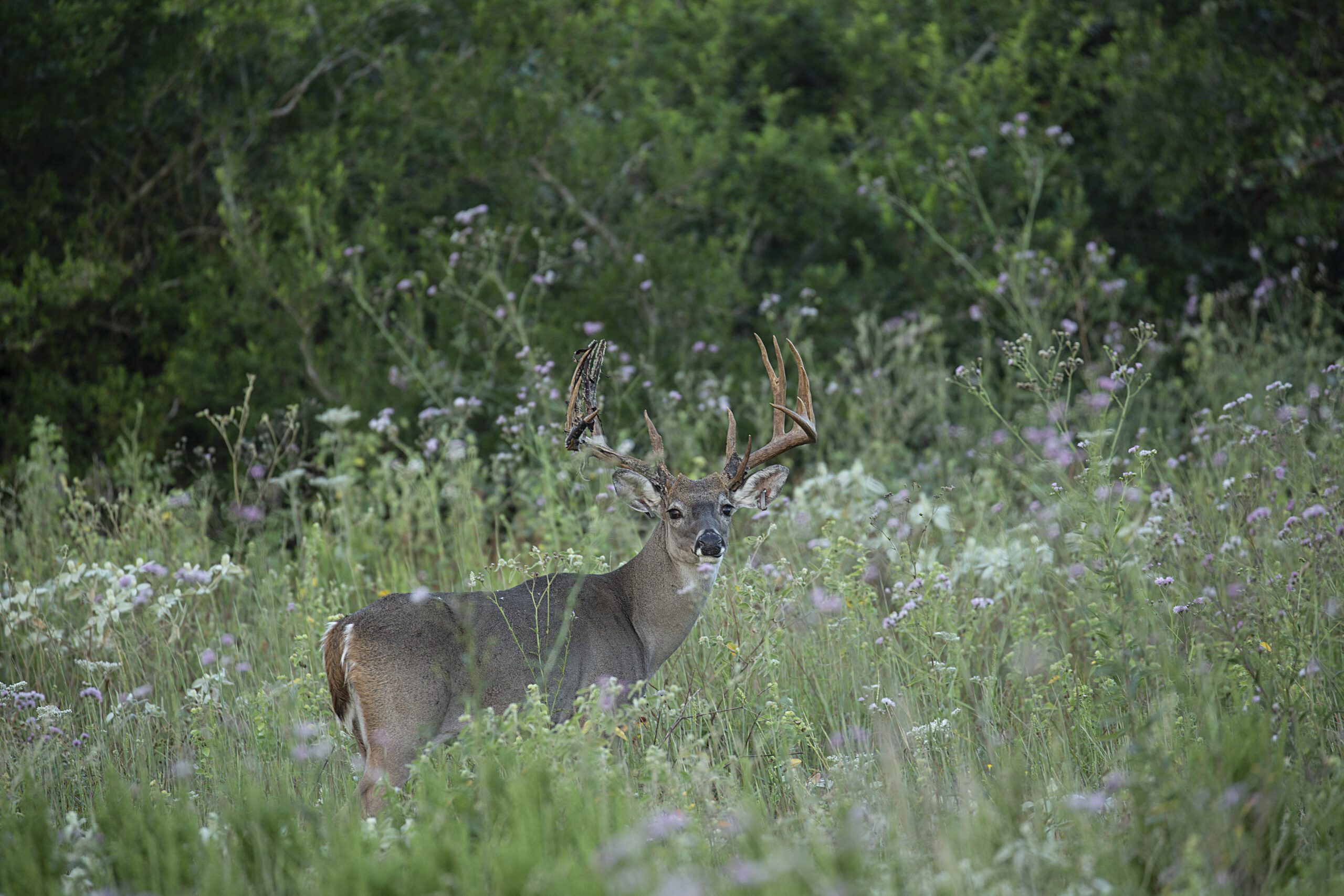 Regional Copper Deficiency in White-Tailed Deer - East Foundation