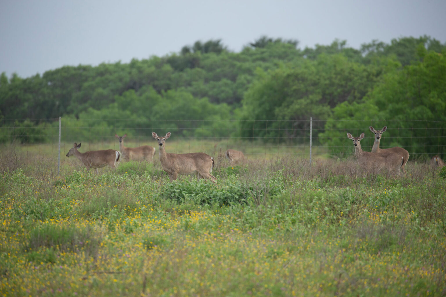 Land Stewardship Through Ranching, Science, and Education East Foundation