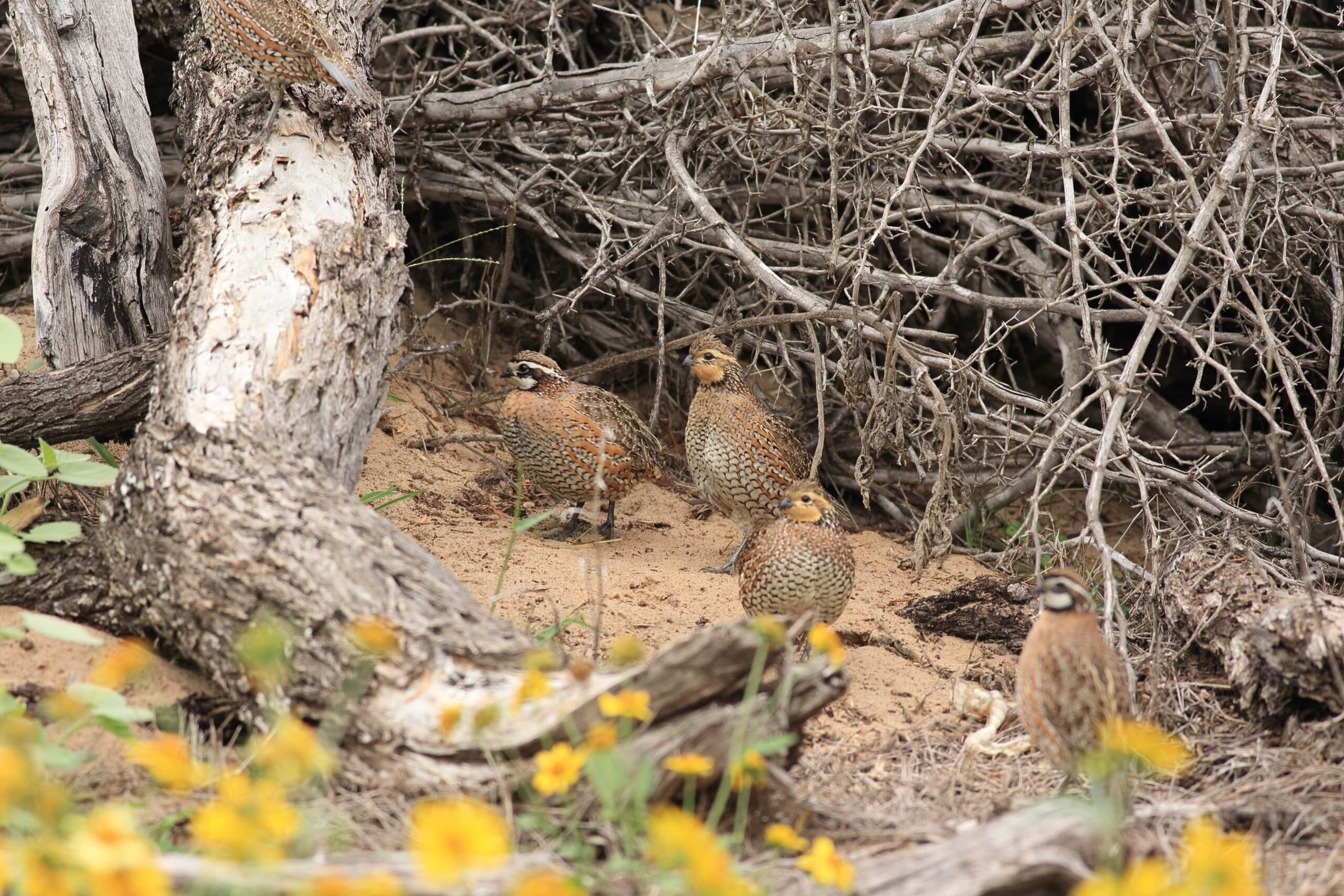 From Project Upland Magazine - How Research Informs Bobwhite Management ...