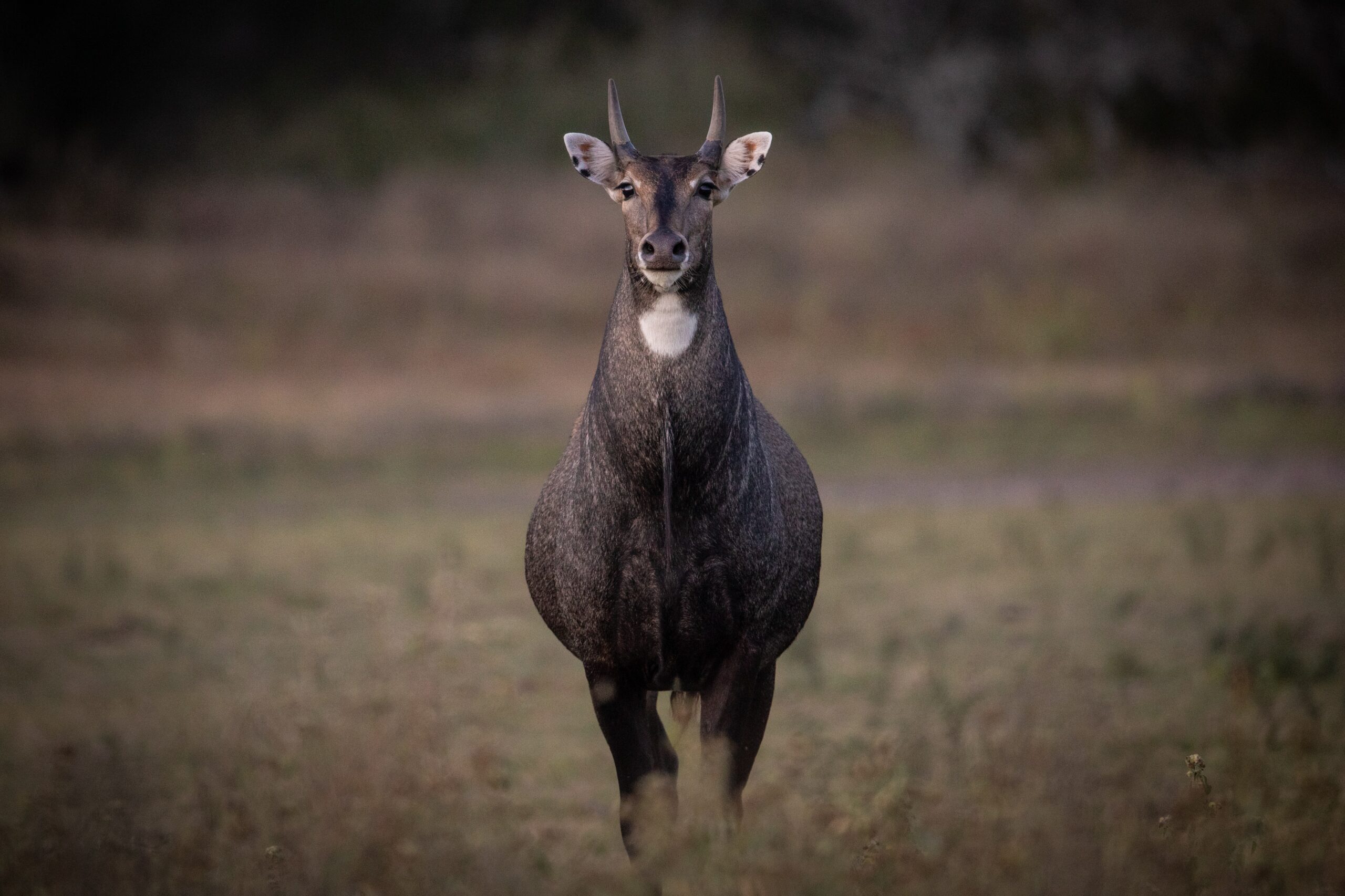 From Caesar Kleberg Tracks - Nilgai Antelope in South Texas: Direct and ...