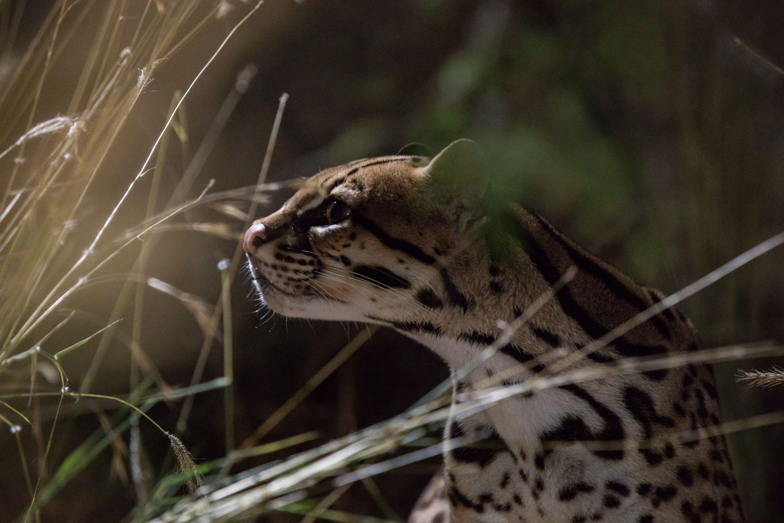 Factors of Ocelot Occupancy in South Texas - East Foundation