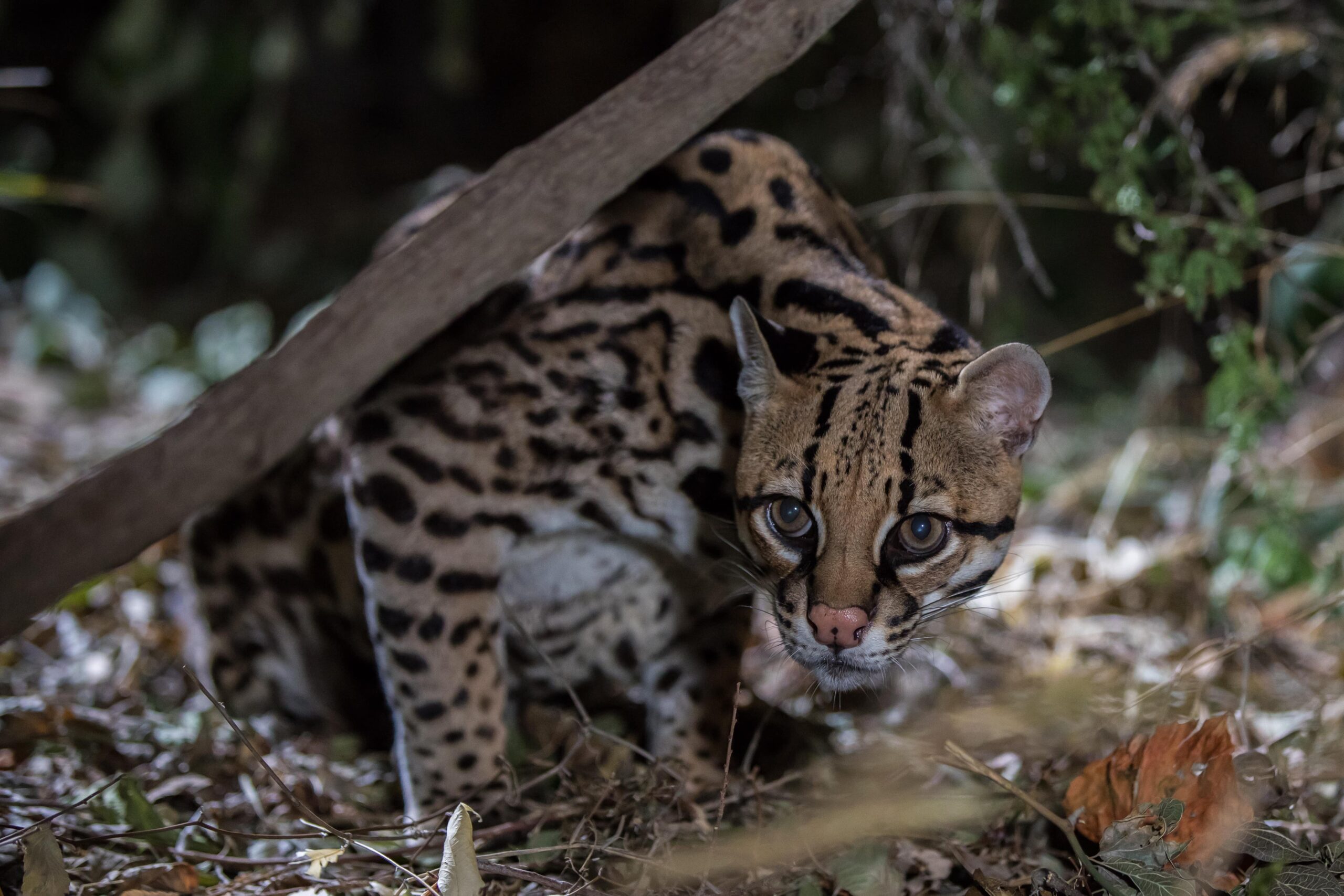 Landscape Connectivity for an Endangered Carnivore: Habitat ...