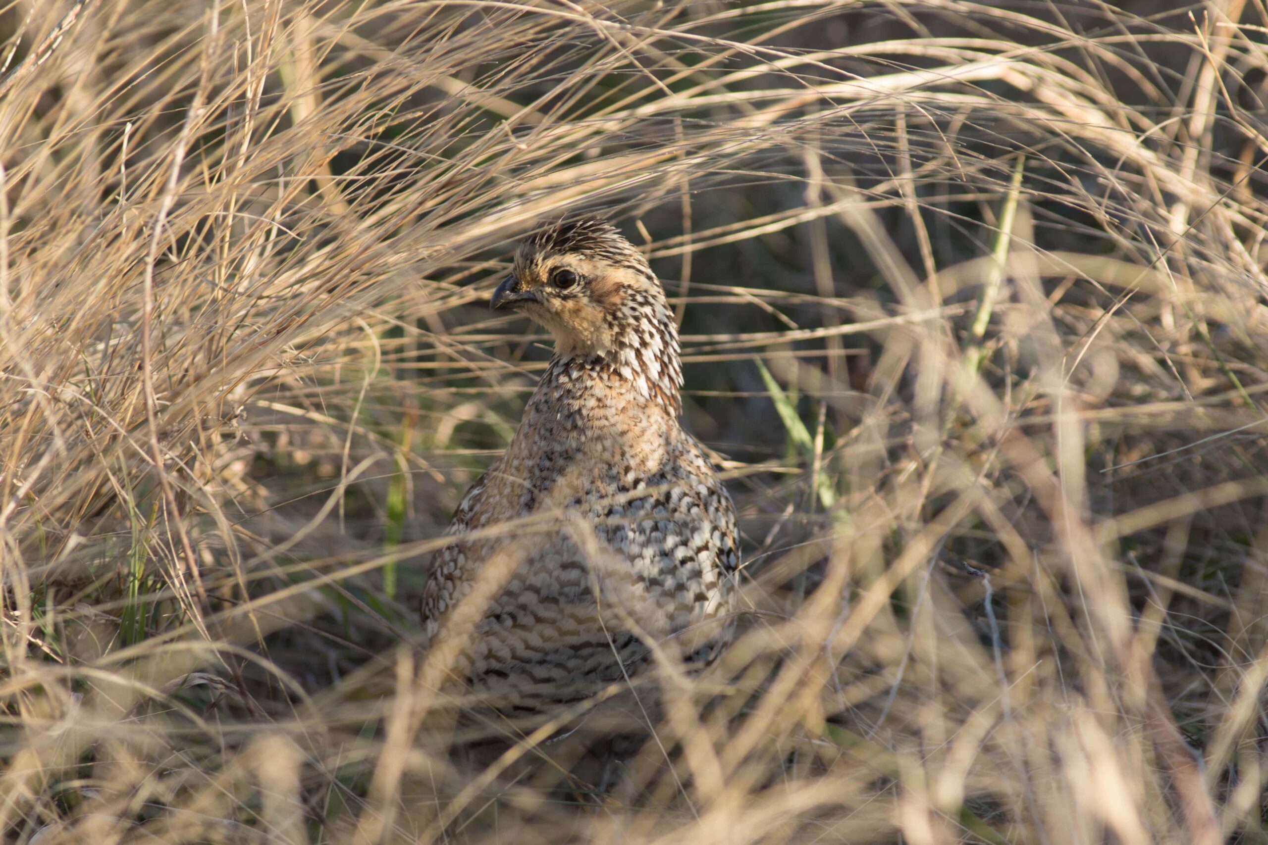 Spatial And Temporal Analyses Of Northern Bobwhite Hunting Dynamics East Foundation