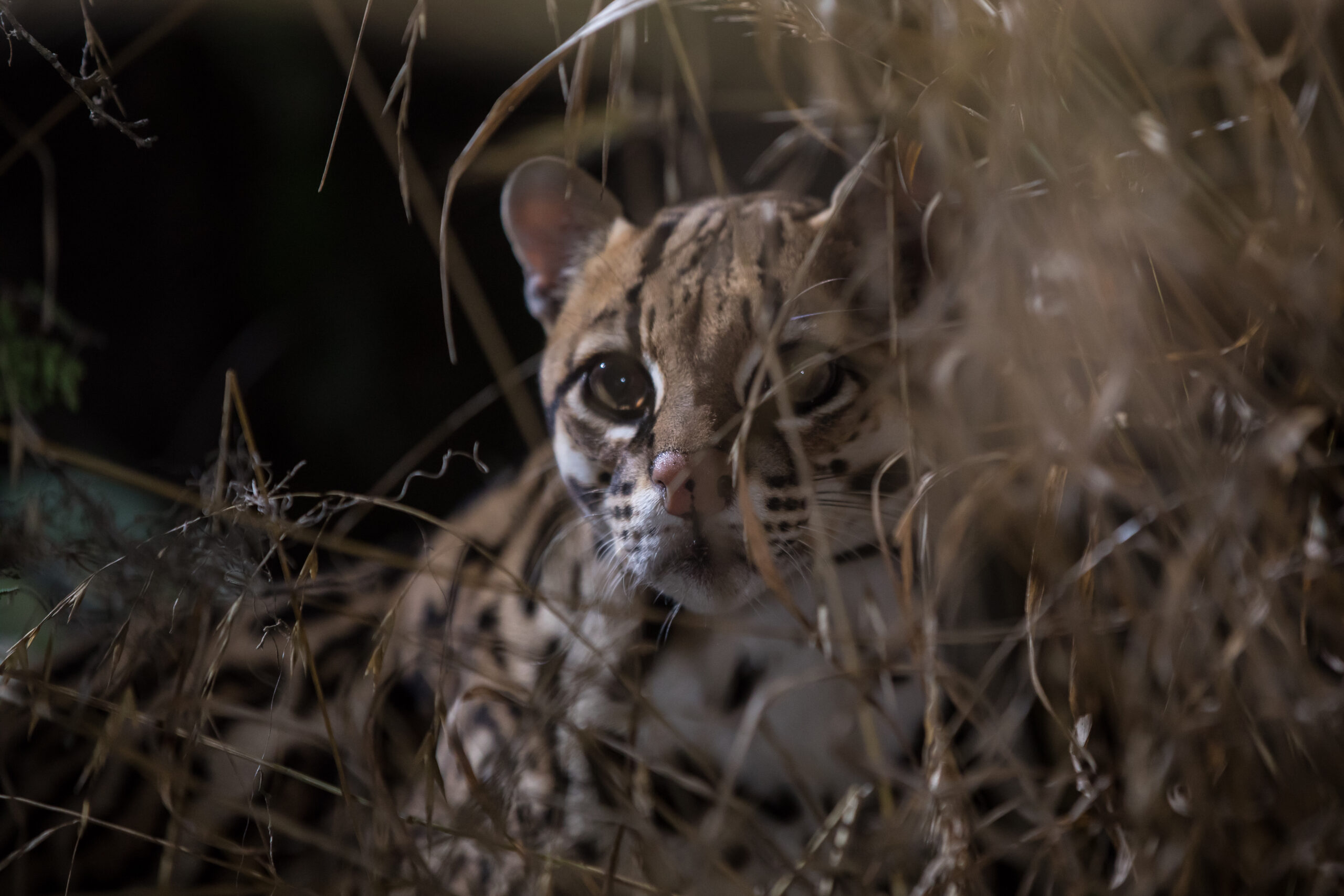 Genetic Pedigree and Prey Dynamics of Ocelot and Fine-scale Movement ...