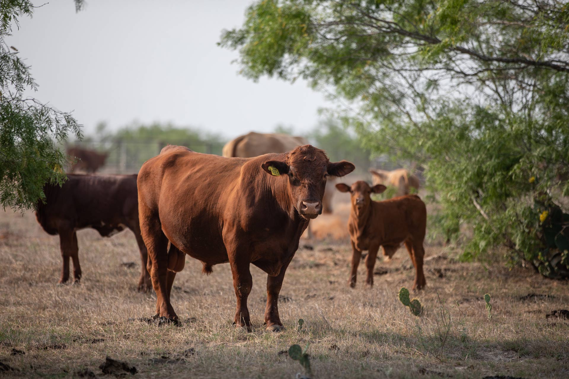 The Relationship Between Cattle Grazing and Small Mammal Community ...