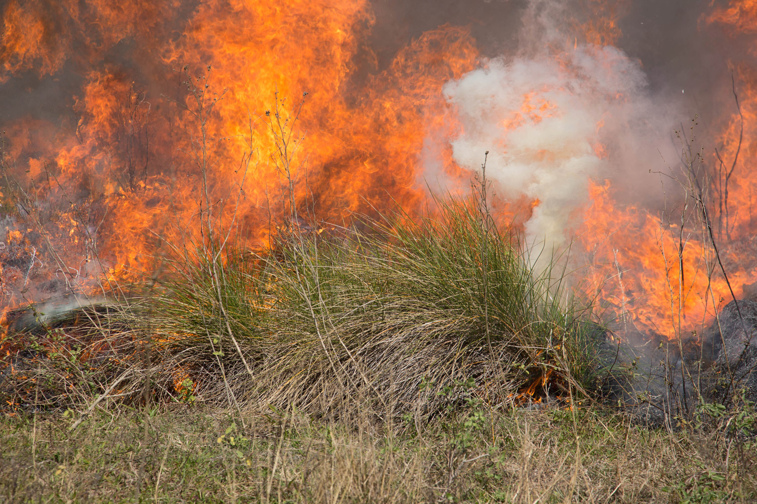 Season of Burn Effects on Mortality, Forage Production and Plant ...