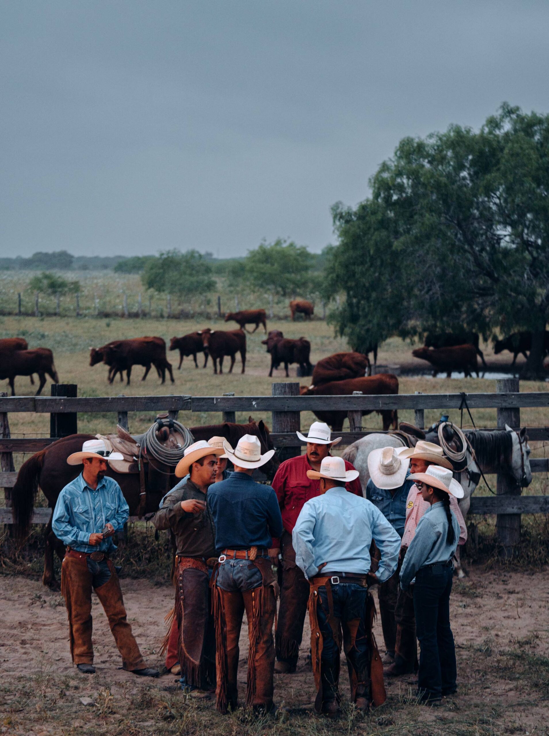 From Working Ranch Magazine: Building the Ideal South Texas Cow - East ...