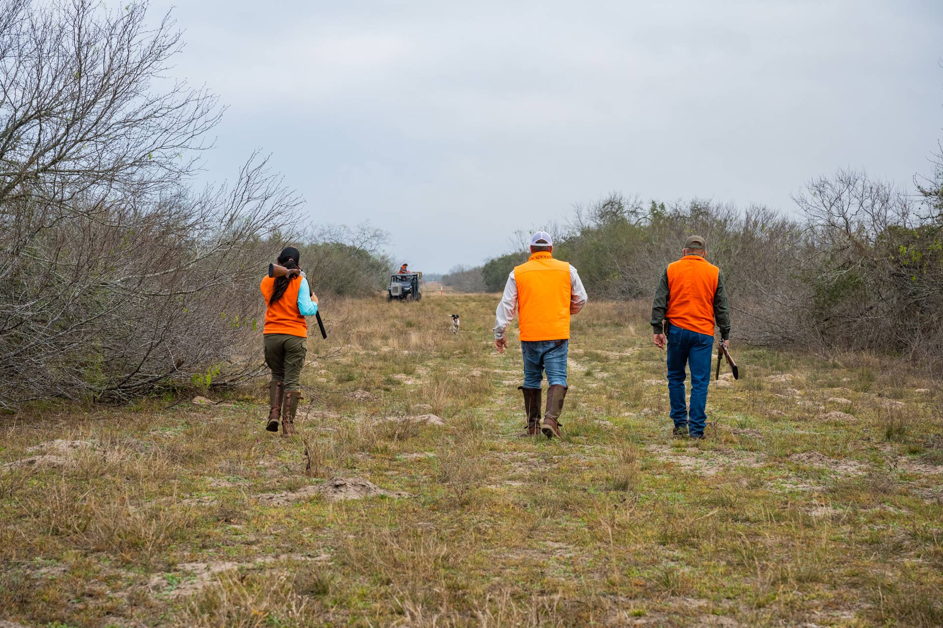 From Caesar Kleberg Tracks - Northern Bobwhite Hunting Dynamics ...