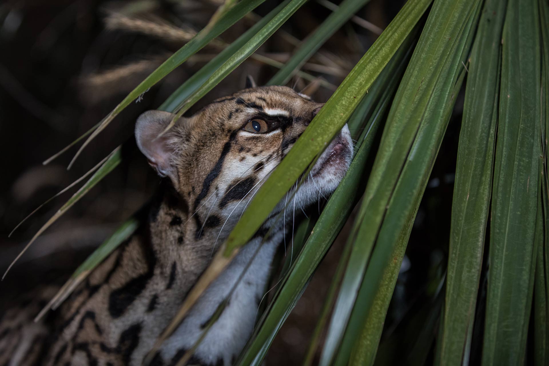 From San Antonio Express News - H-E-B Launches Documentary Series on ...
