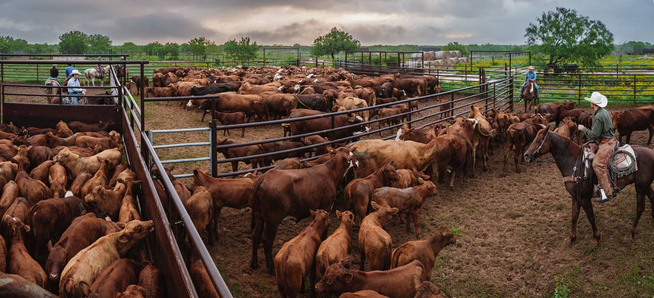 Livestock Production & Ranch Management - East Foundation