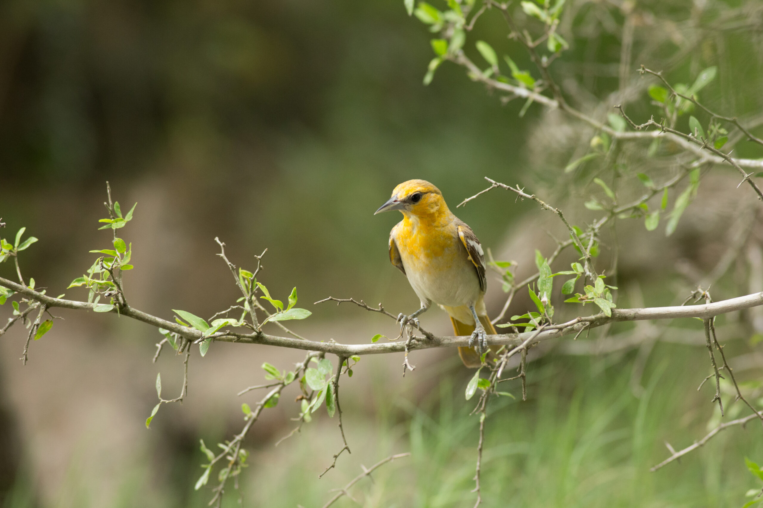 Temporal Relationships of Breeding Landbirds and Productivity on a ...