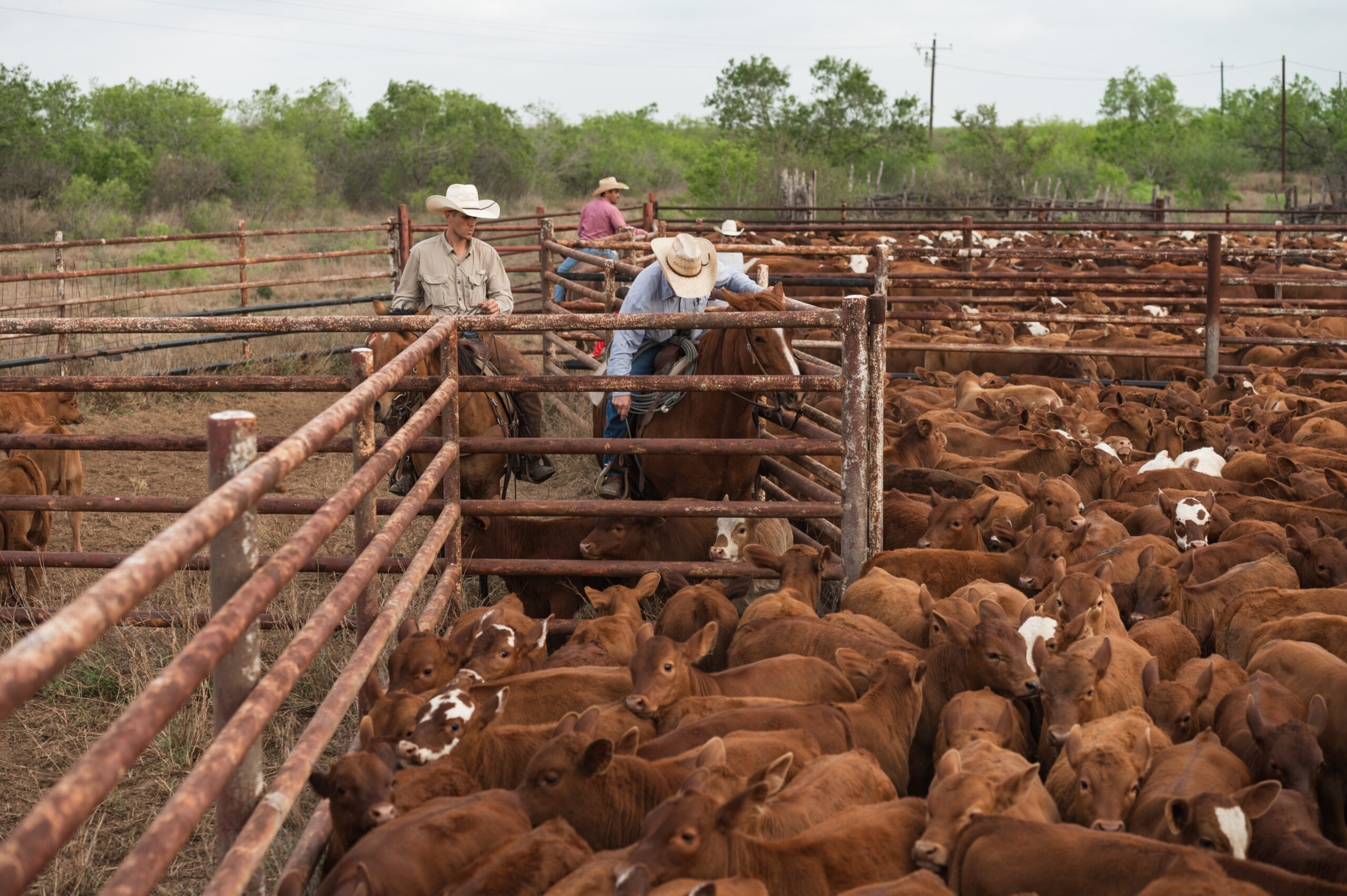 From the San Antonio Business Journal - Screwworm Threat Looms Over ...