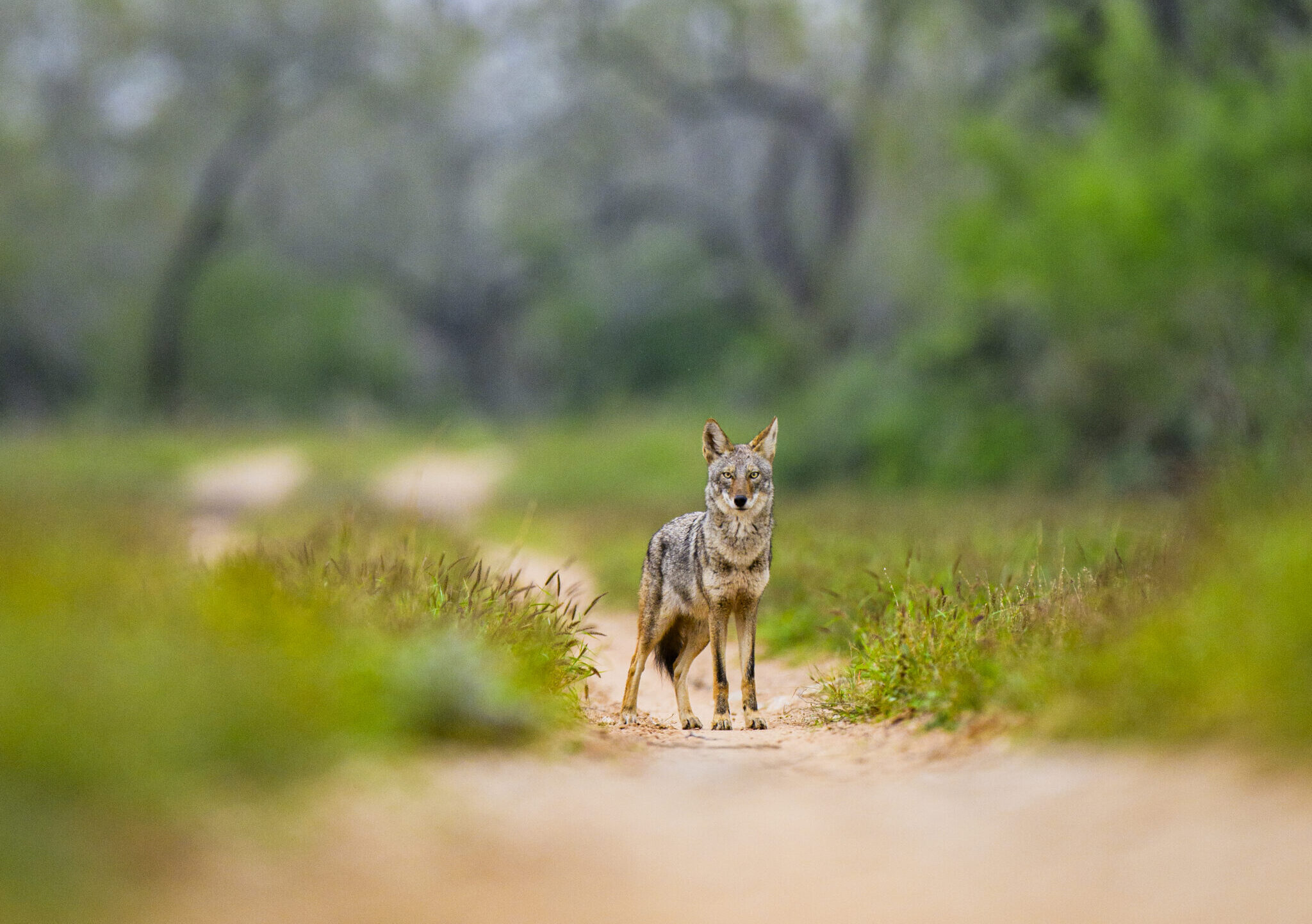 Influence of Traffic Volume on Mammal Beta Diversity with the Road ...