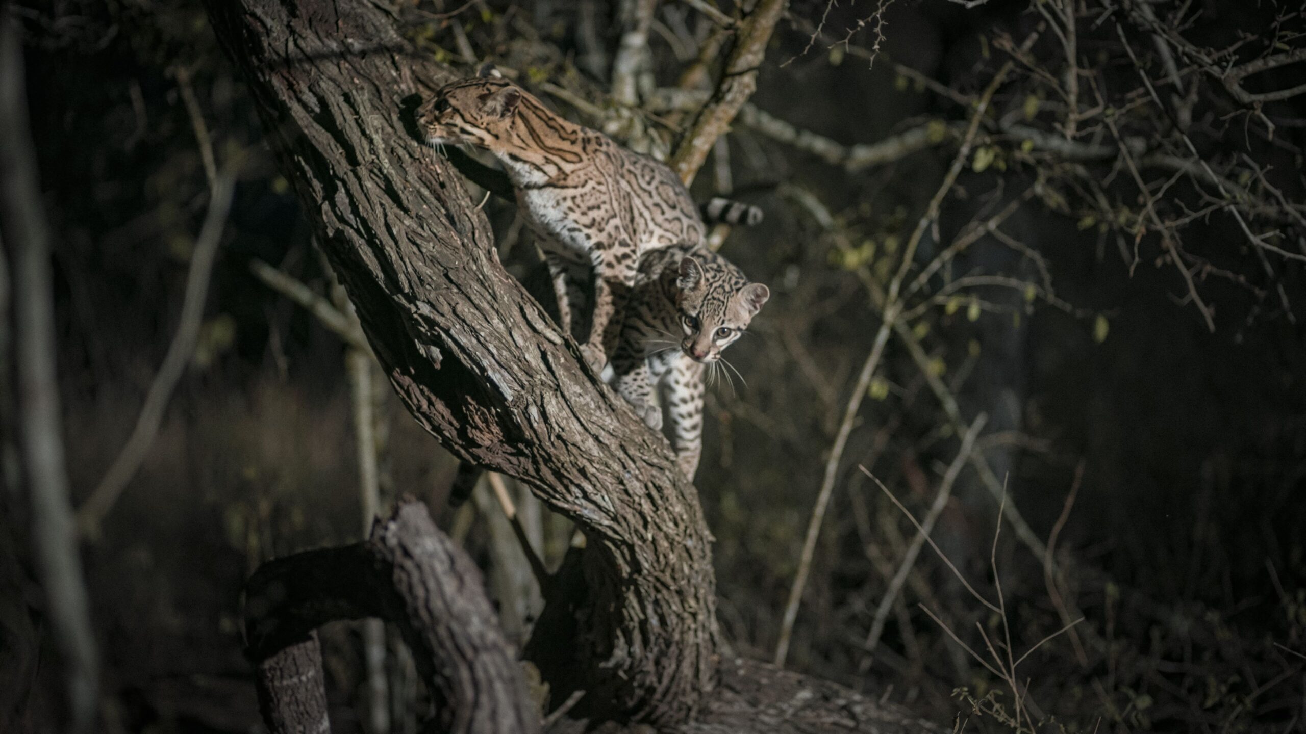 Ex-situ Propagation, Wilding and Reintroduction of Ocelots in South ...