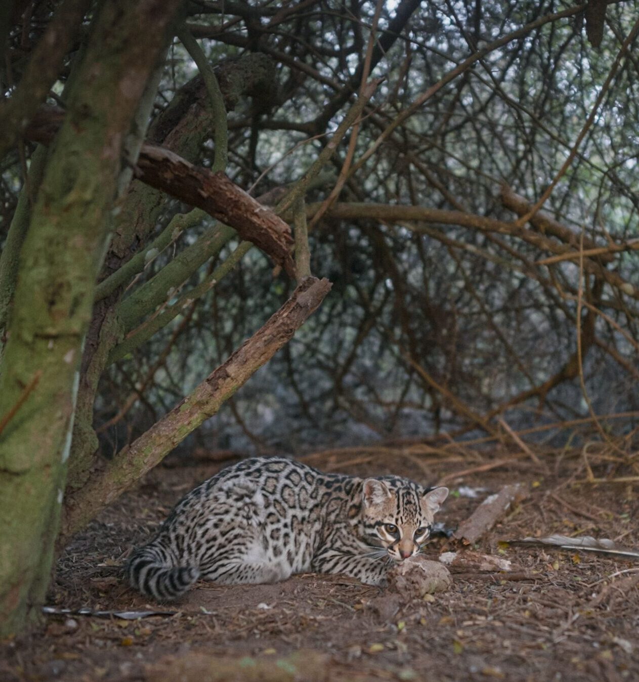 From Cornell University - Traveling Down Ocelot Road: An Exploration of ...